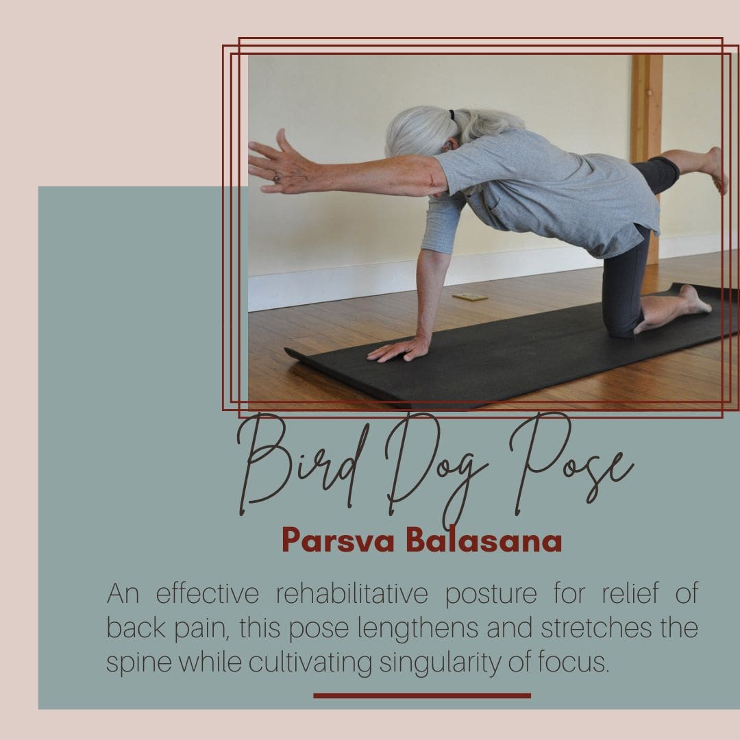 Sunbird Pose - Parsva Balasana पार्श्व बालसना Asana Collection